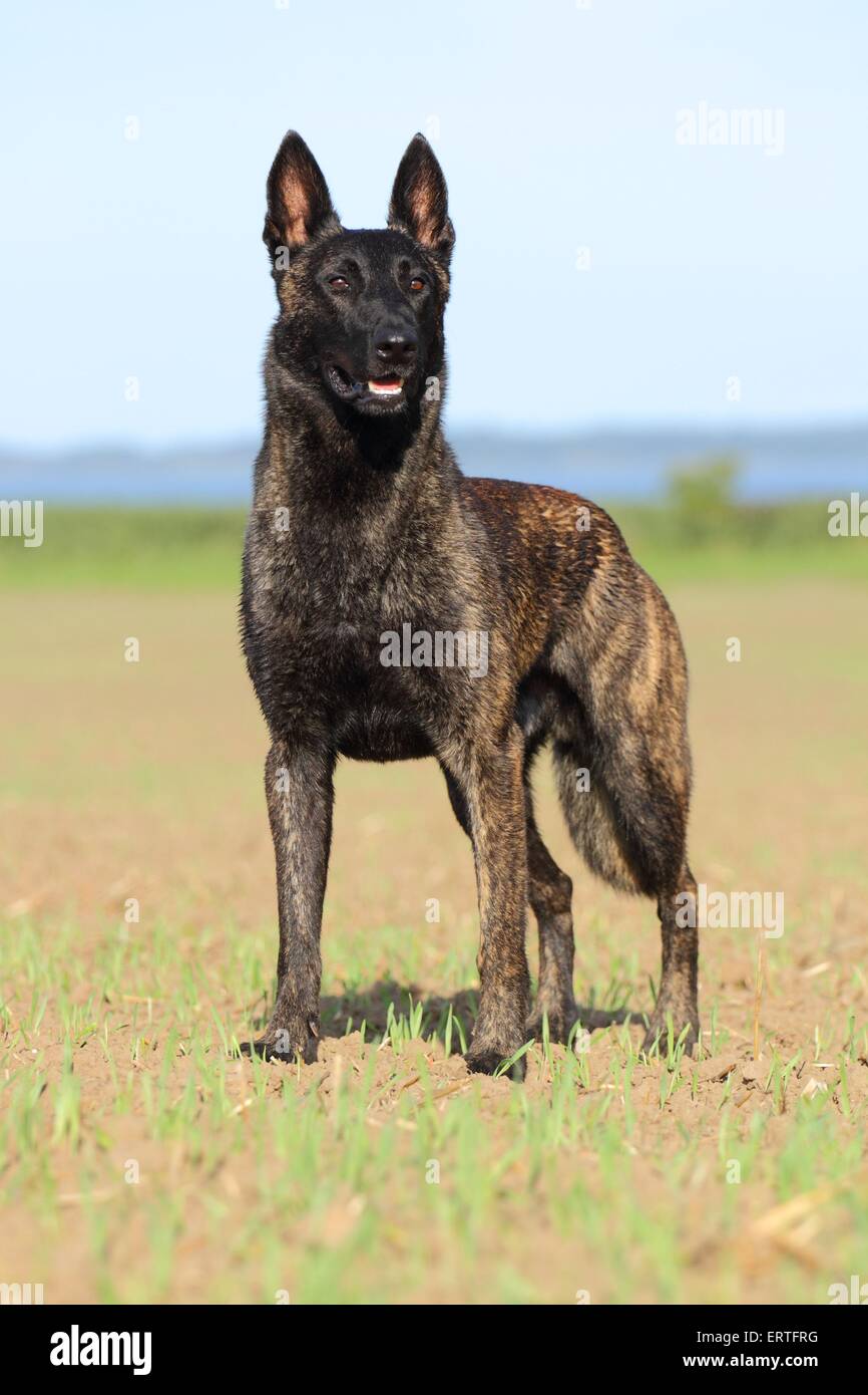 Dutch blue guard High Resolution Stock Photography and Images - Alamy