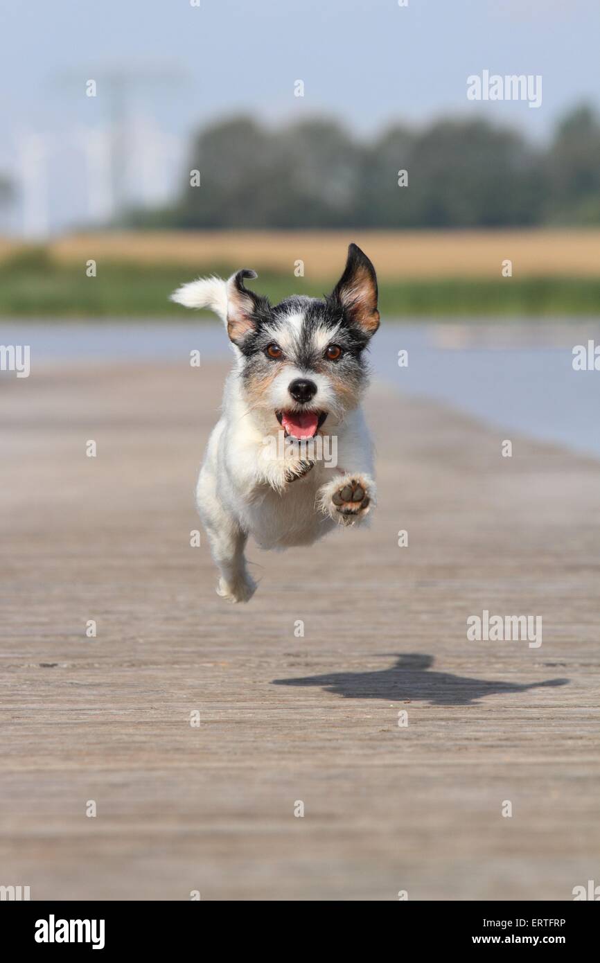 running Jack Russell Terrier Stock Photo - Alamy