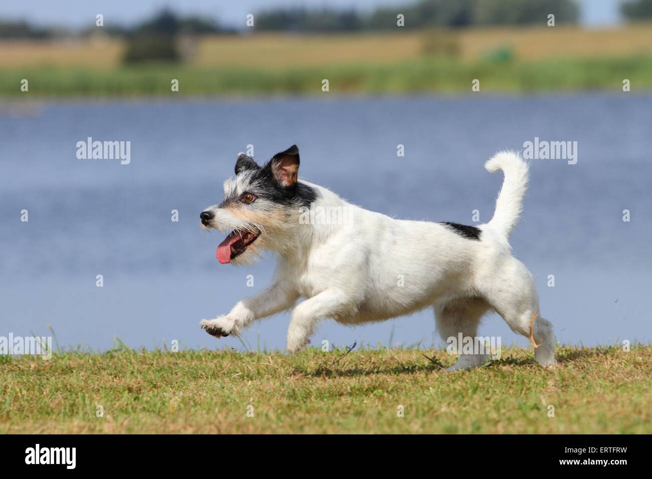 running Jack Russell Terrier Stock Photo - Alamy