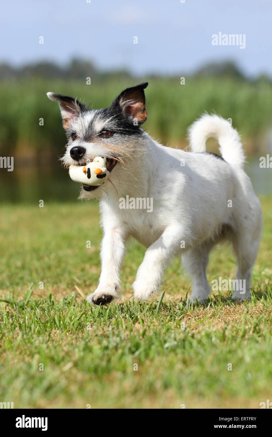 playing Jack Russell Terrier Stock Photo - Alamy