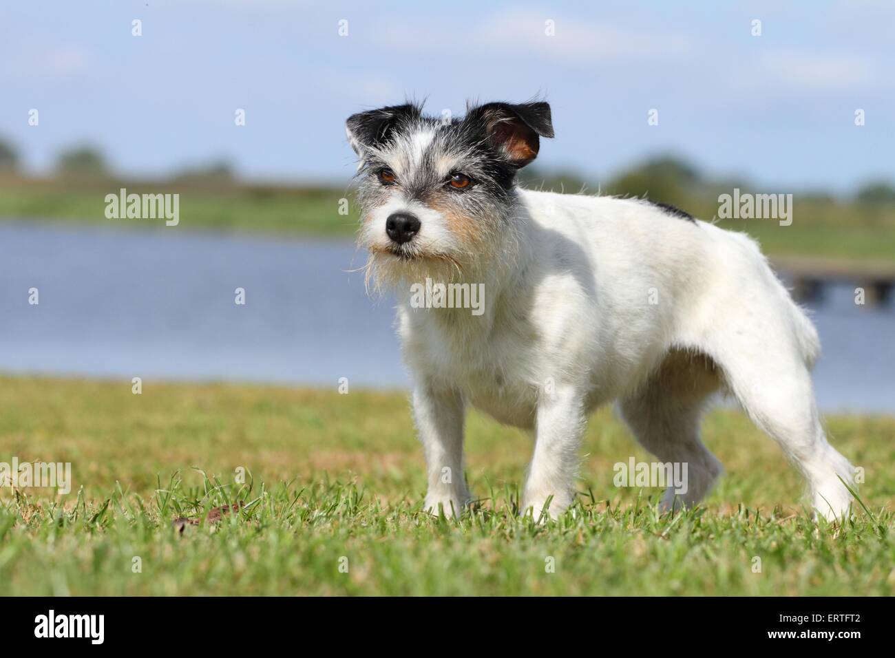Jack Russell Terrier Stock Photo - Alamy