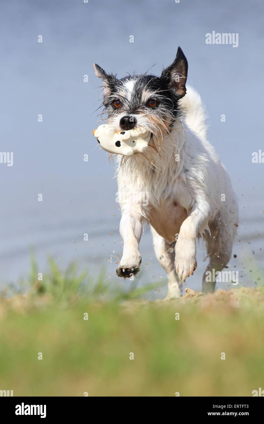 playing Jack Russell Terrier Stock Photo - Alamy