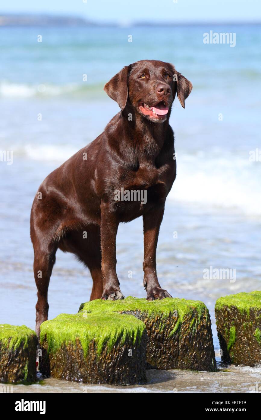 The labrador retriever hi-res stock photography and images - Alamy