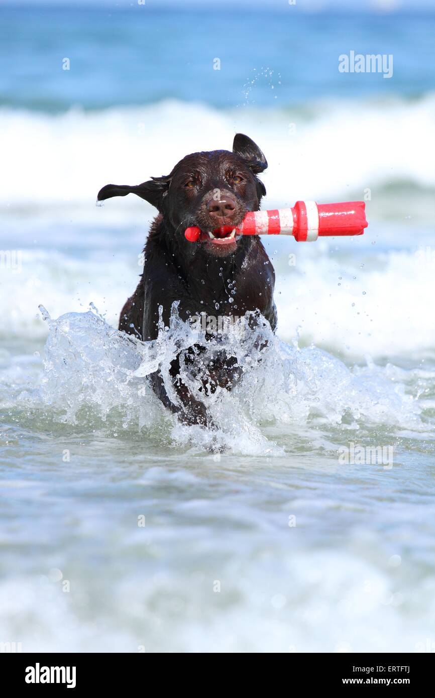 playing Labrador Retriever Stock Photo - Alamy