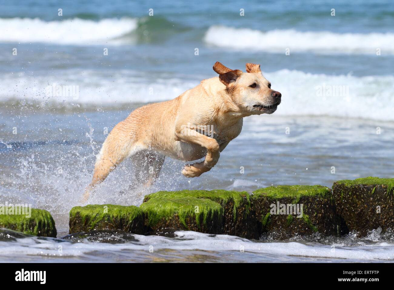 Wet yellow labrador retriever hi-res stock photography and images - Alamy