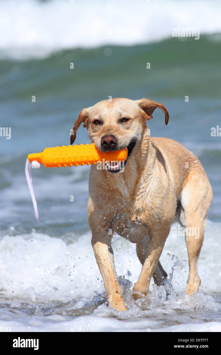playing Labrador Retriever Stock Photo - Alamy