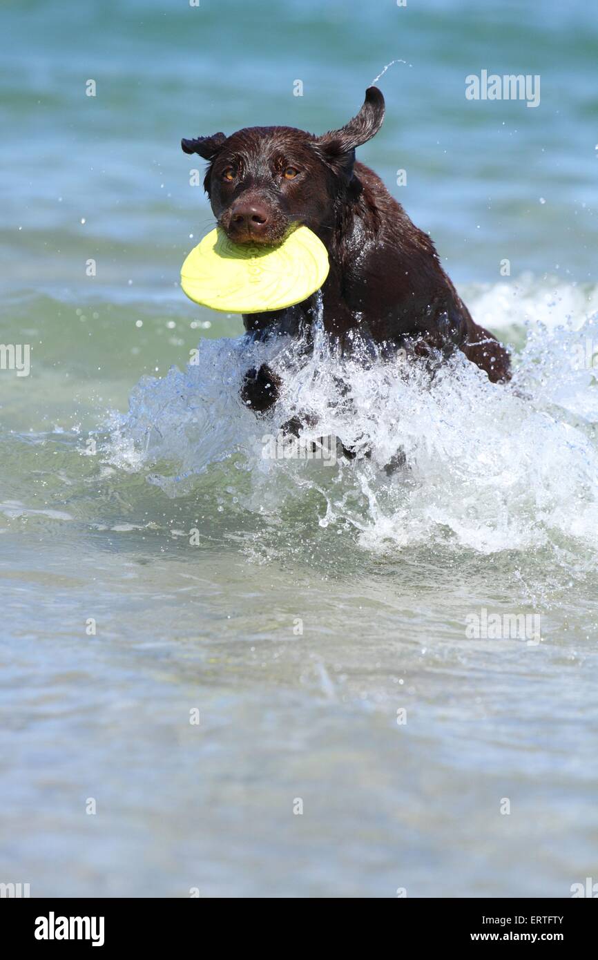 Chocolate labrador with frisbee hi-res stock photography and images - Alamy