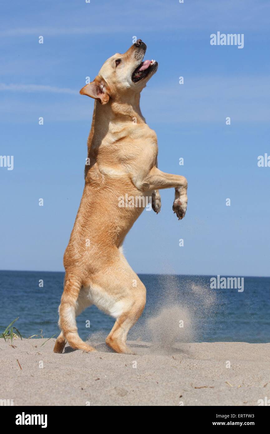 Labrador jumping into water hi-res stock photography and images - Alamy