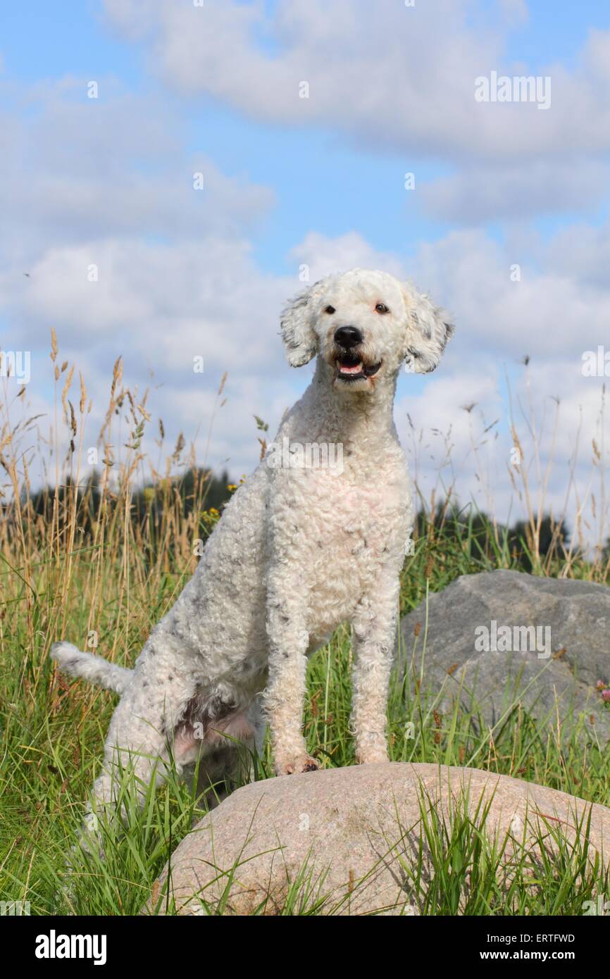 Perro de Agua Espanol Stock Photo - Alamy