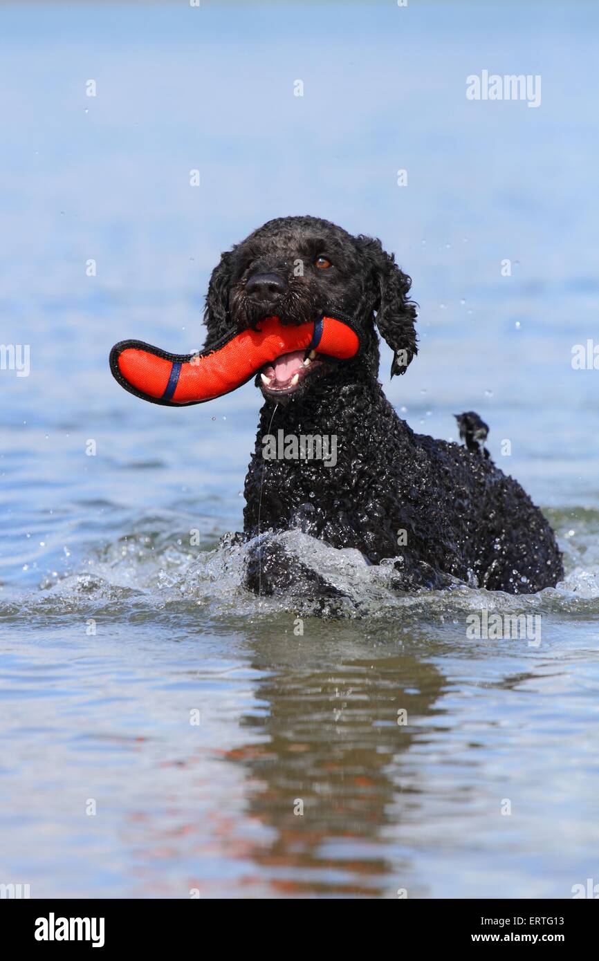 playing Perro de Agua Espanol Stock Photo - Alamy