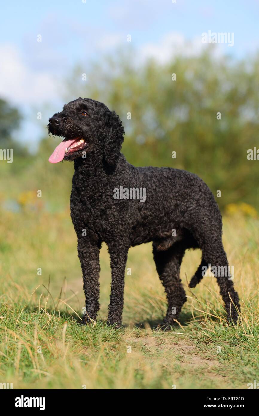 Perro de Agua Espanol Stock Photo - Alamy