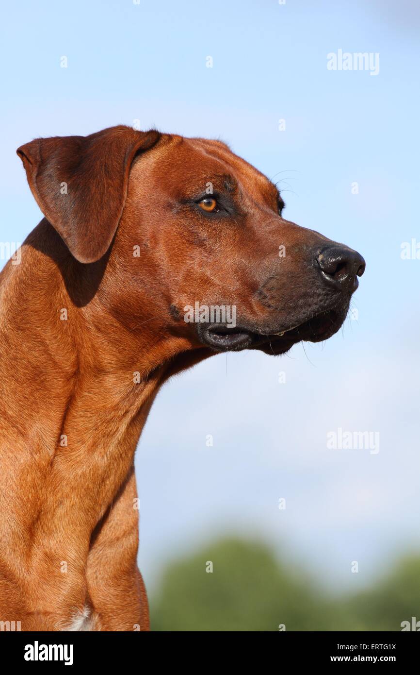 Rhodesian Ridgeback Portrait Stock Photo - Alamy