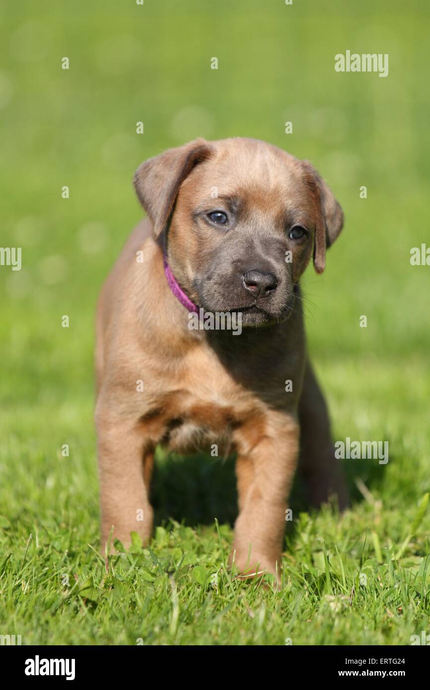 Rhodesian Ridgeback Puppy Stock Photo - Alamy