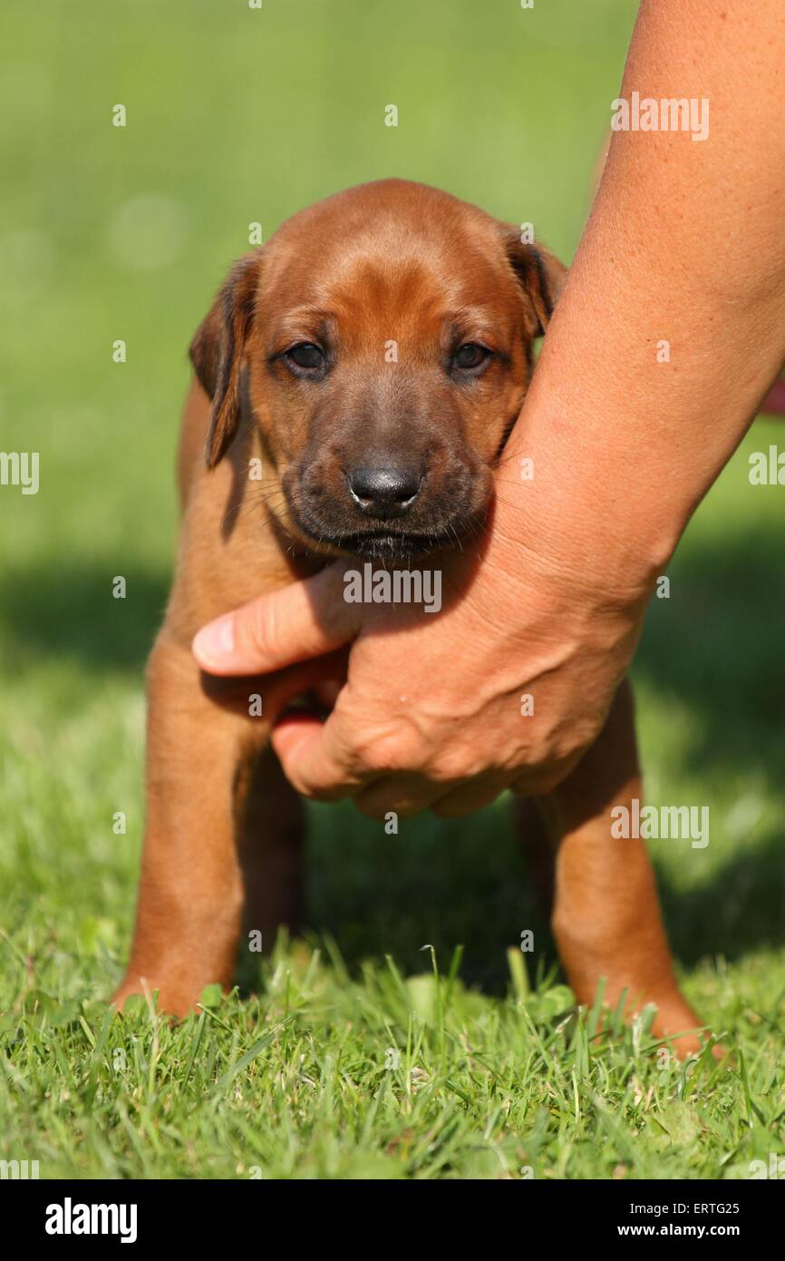 Rhodesian Ridgeback Puppy Stock Photo - Alamy