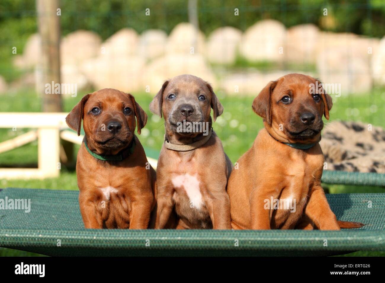 Rhodesian Ridgeback Puppies Stock Photo - Alamy