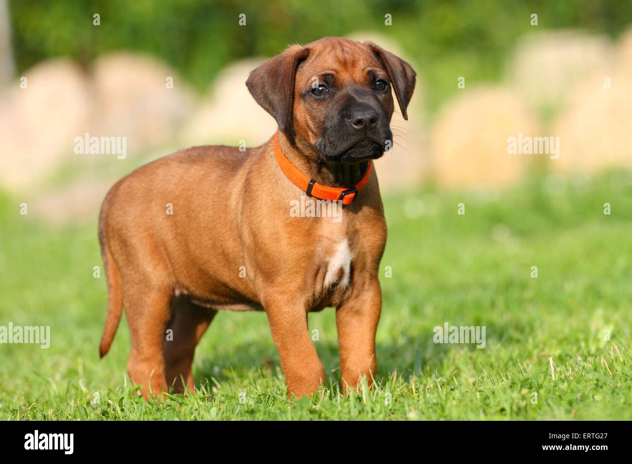 Cachorros Boxer Rhodesian Ridgeback Dog Puppy Rhodesian Isolated On