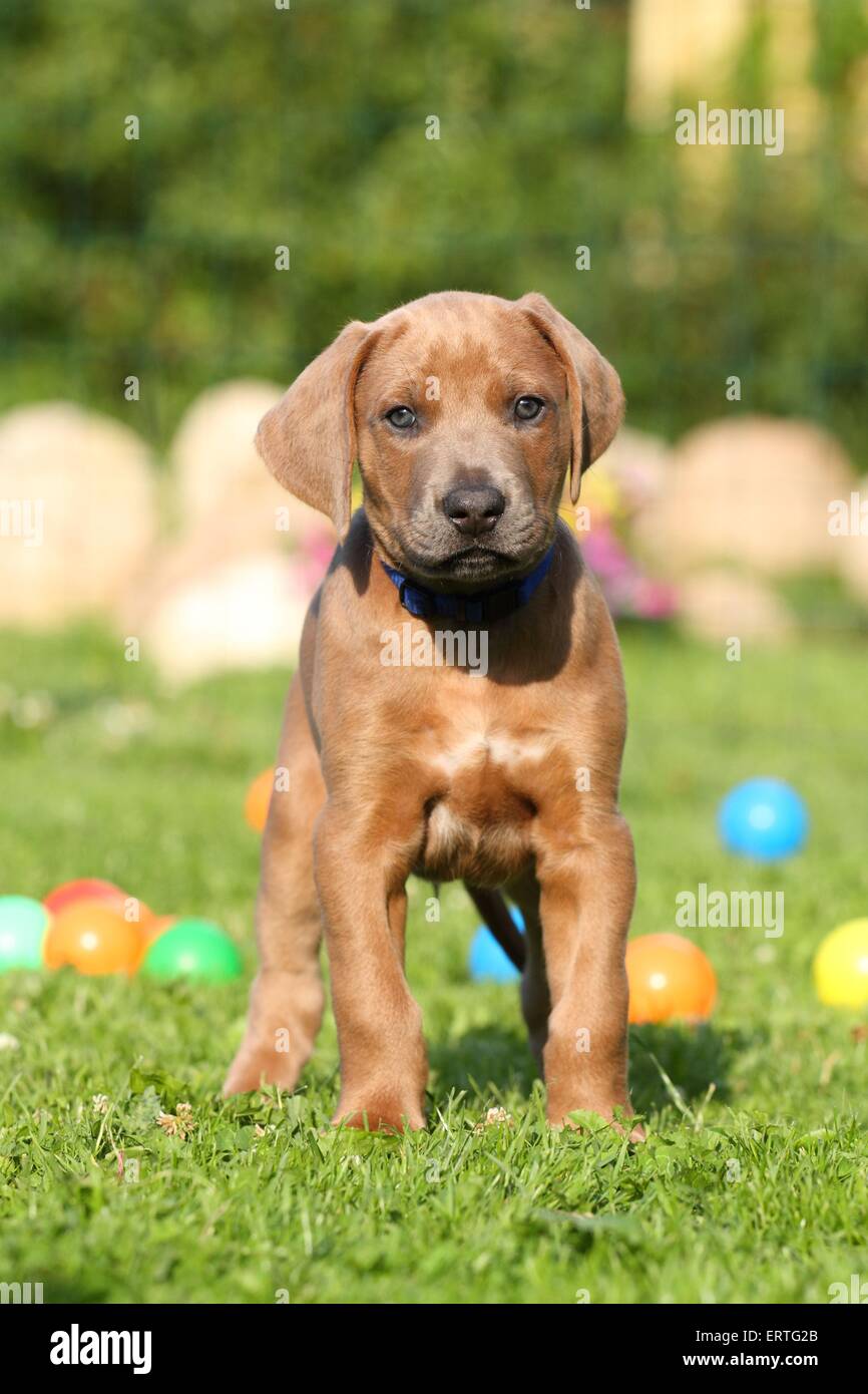 Rhodesian Ridgeback Puppy Stock Photo - Alamy