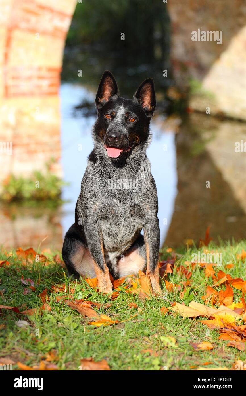 sitting Australian Cattle Dog Stock Photo - Alamy