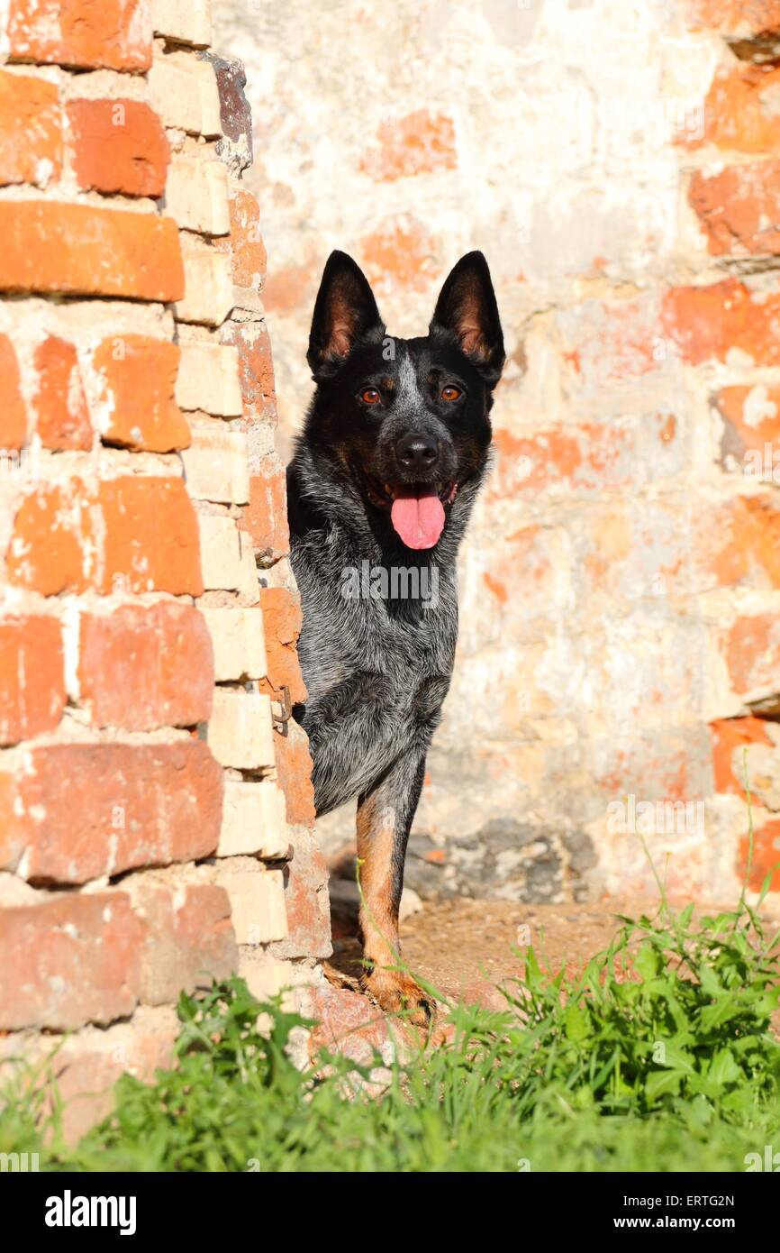 Australian Cattle Dog Portrait Stock Photo - Alamy