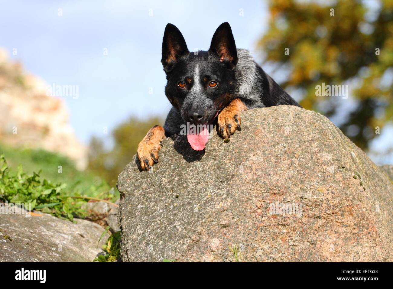 Australian Cattle Dog Portrait Stock Photo - Alamy