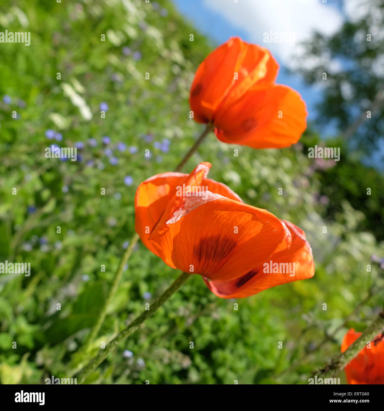 Giant poppy hi-res stock photography and images - Alamy