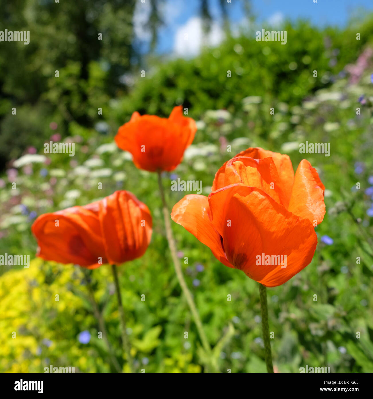 Giant poppy hi-res stock photography and images - Alamy