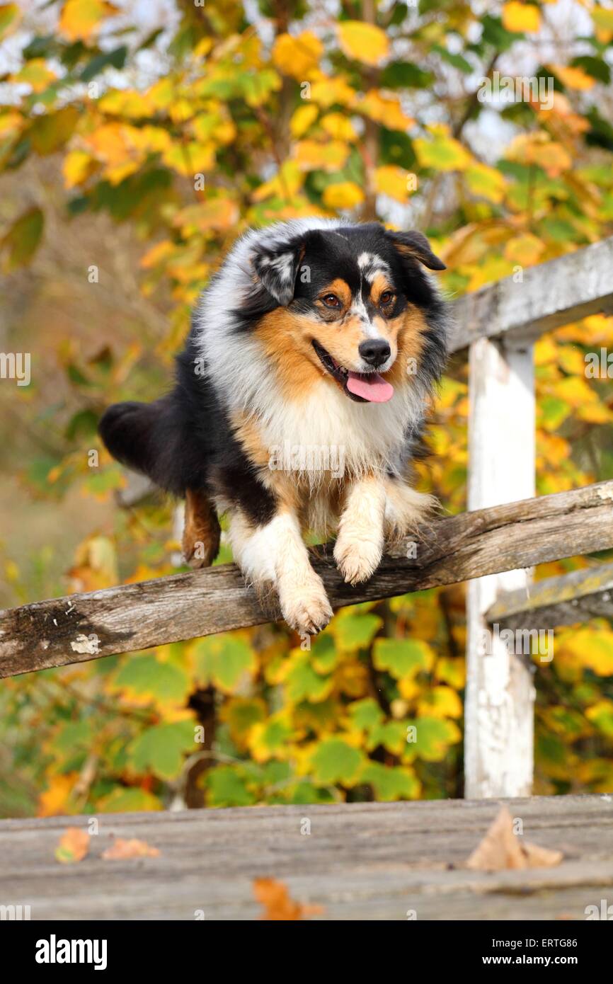 jumping Australian Shepherd Stock Photo - Alamy