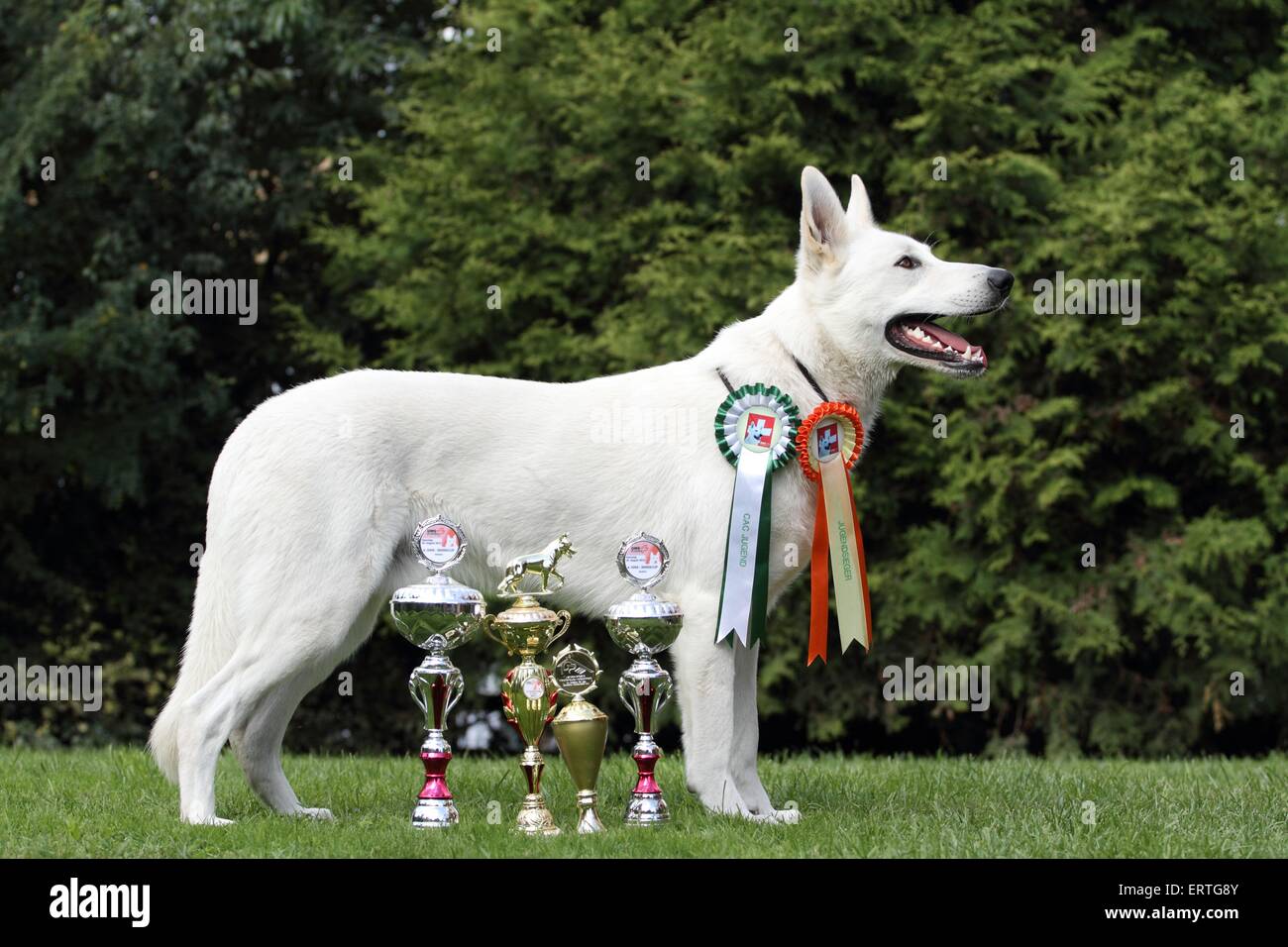 White Swiss Shepherd Stock Photo - Alamy