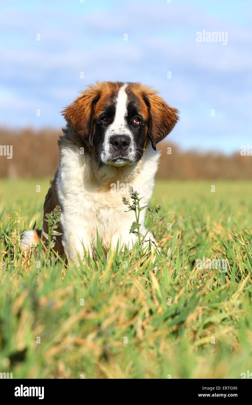 Saint bernards sitting hi-res stock photography and images - Alamy