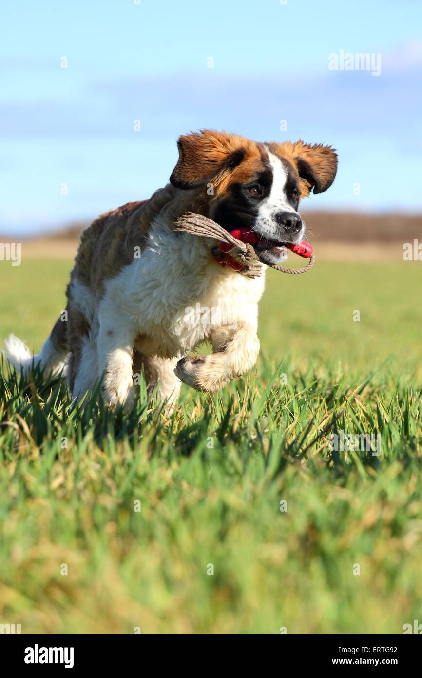 St bernard running hi-res stock photography and images - Alamy