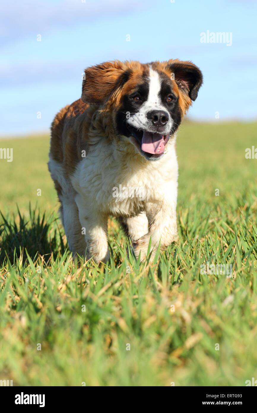 young Saint Bernard Stock Photo - Alamy