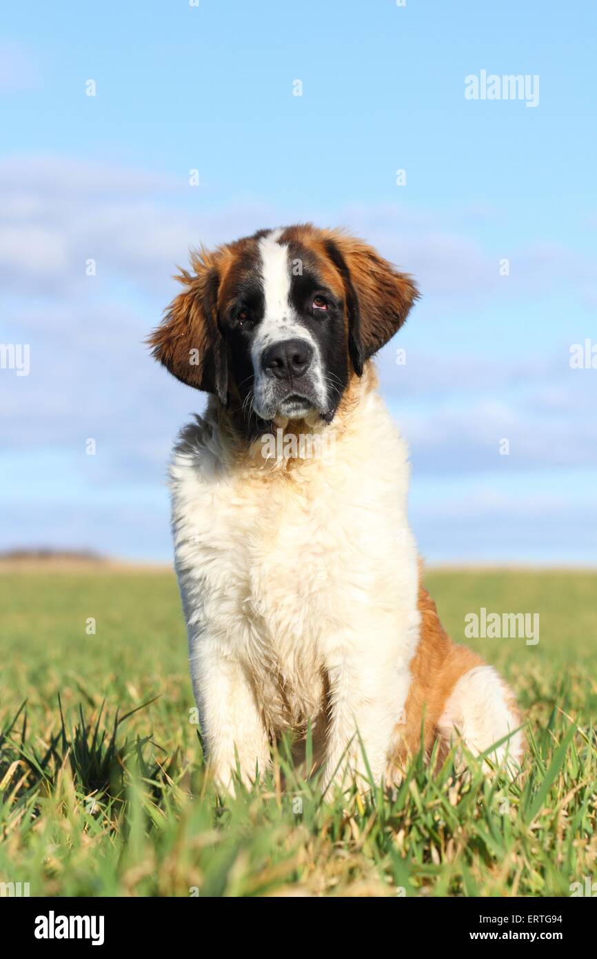 Saint bernards sitting hi-res stock photography and images - Alamy