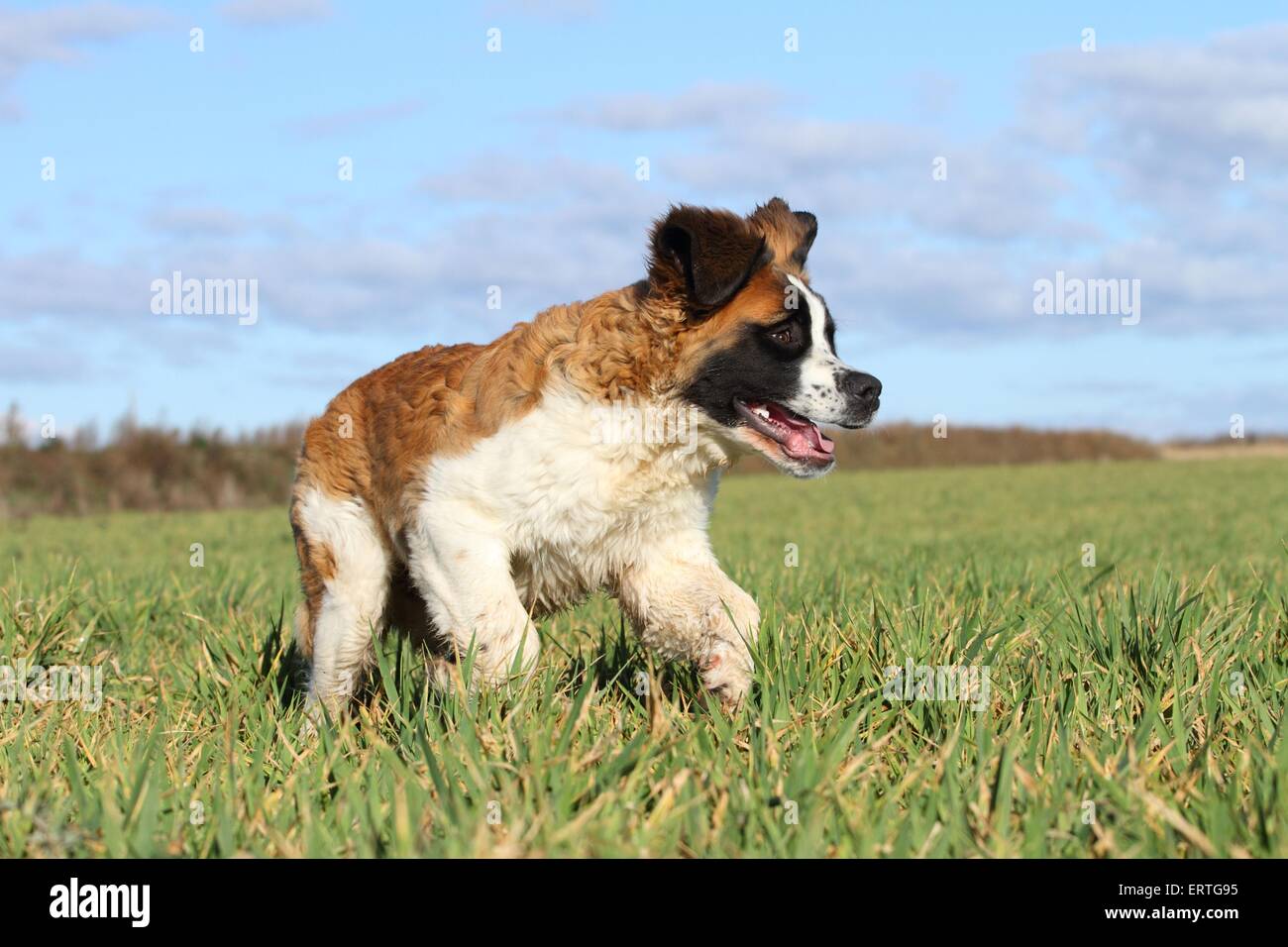 Saint bernard dog hi-res stock photography and images - Alamy