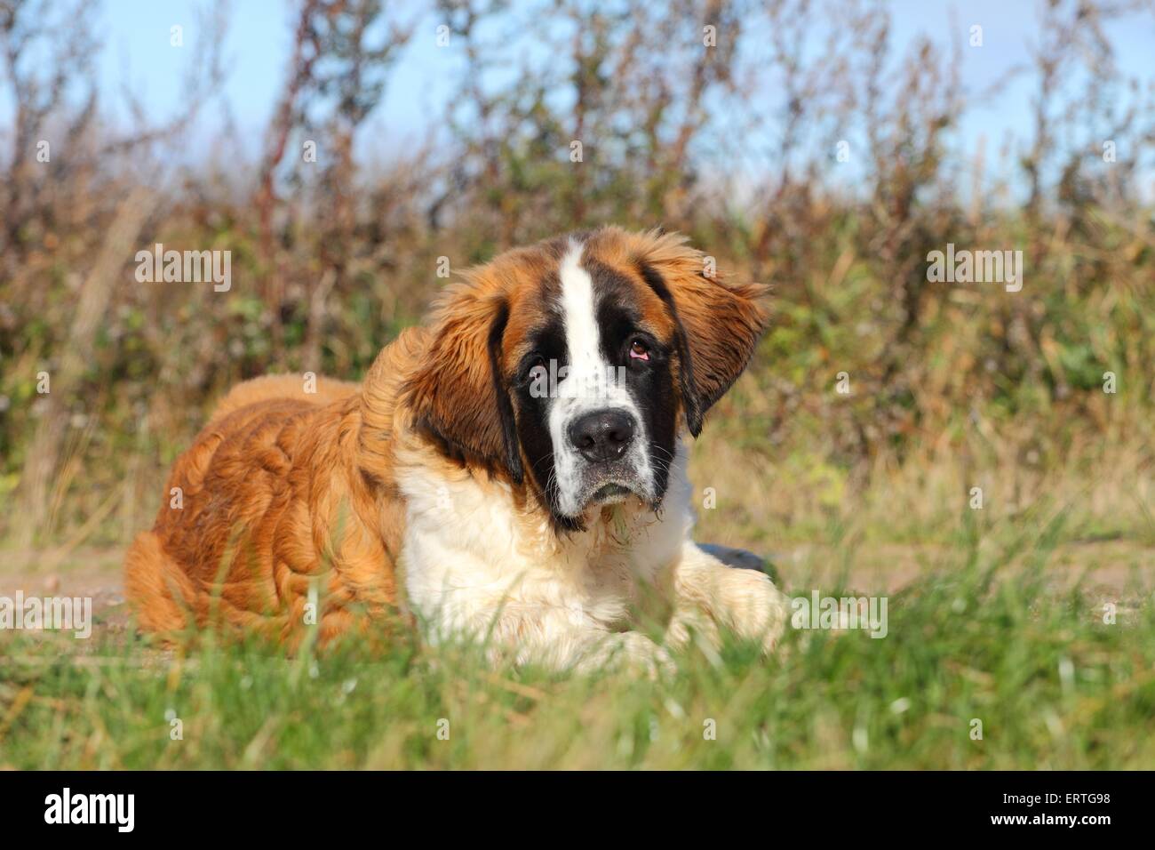 Saint bernards hi-res stock photography and images - Alamy