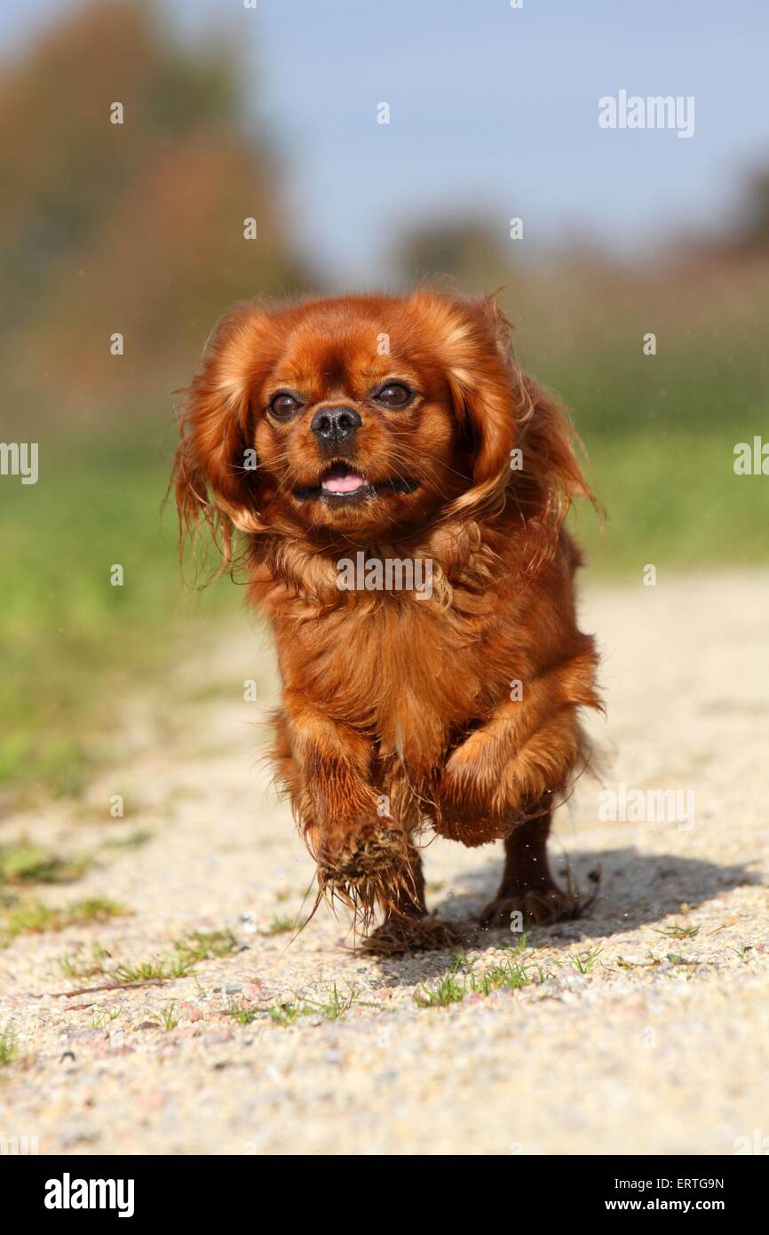Dog Running Spaniel High Resolution Stock Photography and Images - Alamy