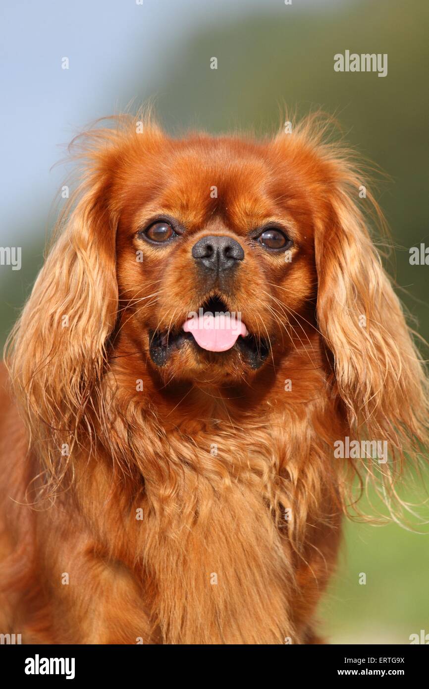 Cavalier king charles spaniel portrait hi-res stock photography and ...