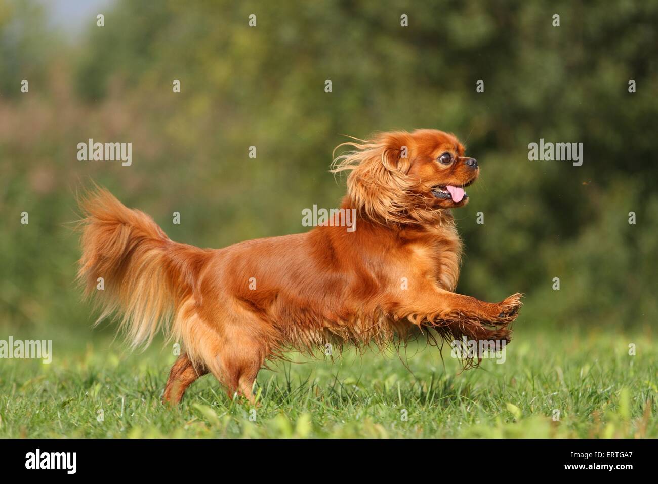 running Cavalier King Charles Spaniel Stock Photo - Alamy