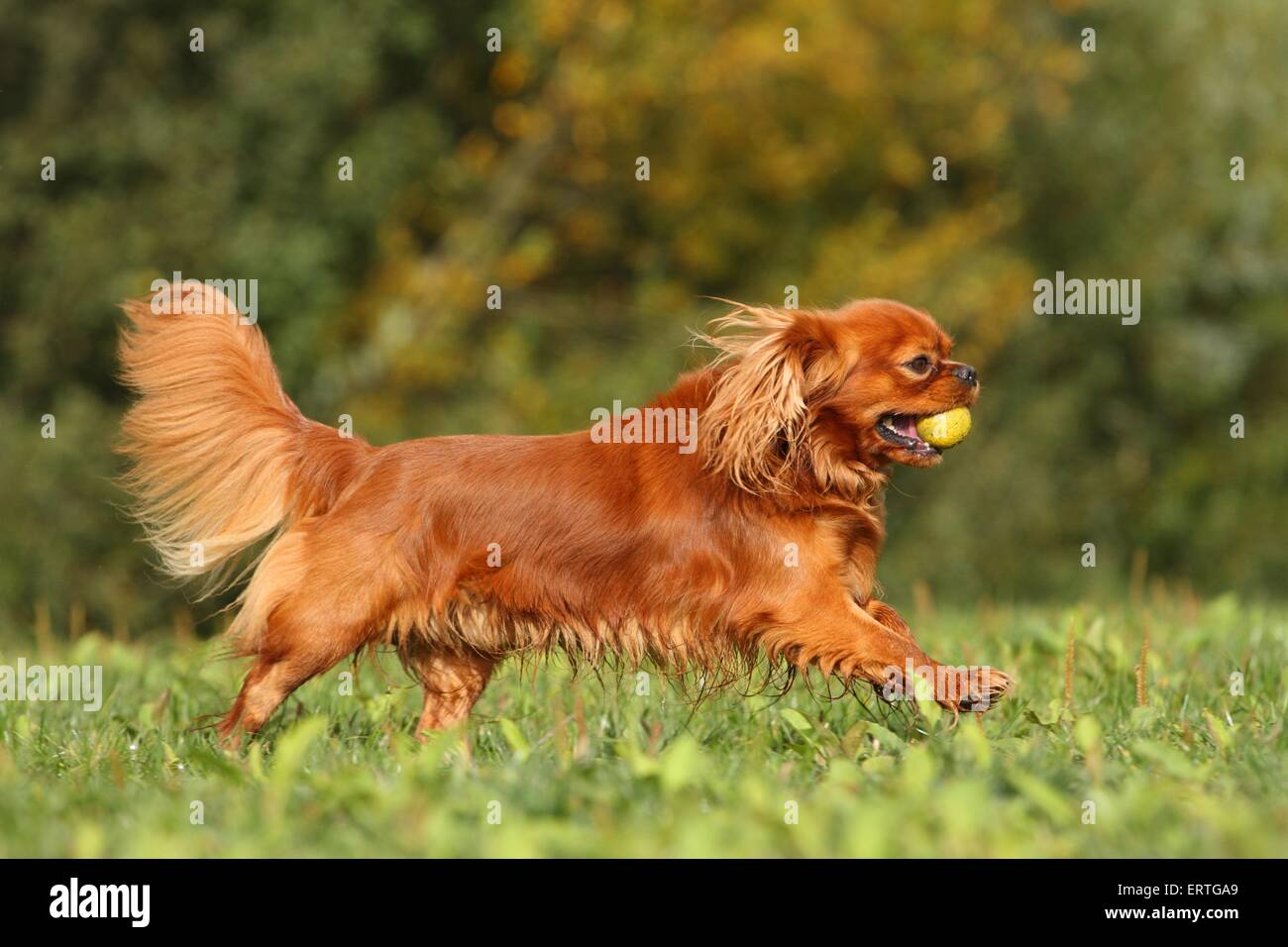 playing Cavalier King Charles Spaniel Stock Photo - Alamy