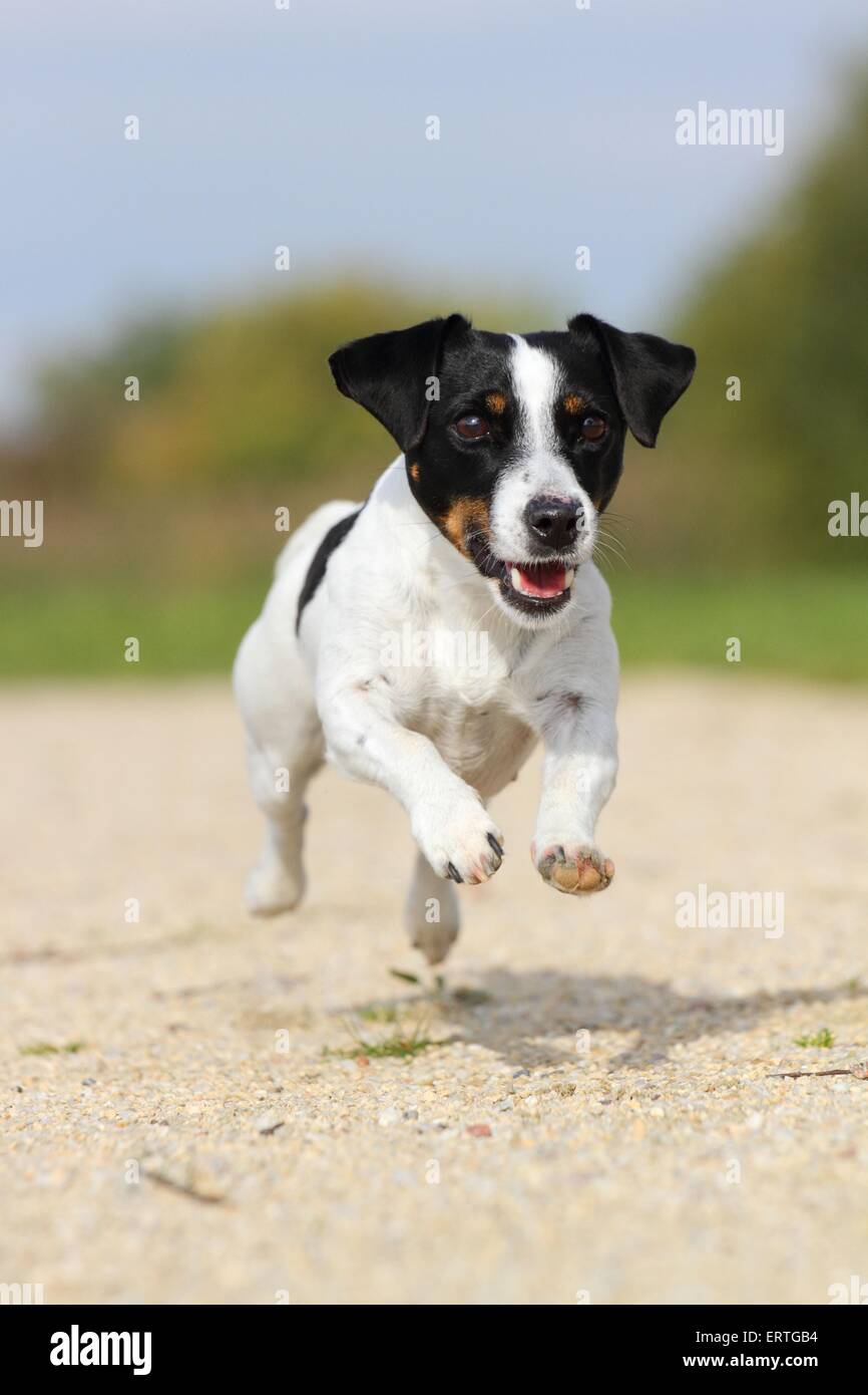 running Jack Russell Terrier Stock Photo - Alamy