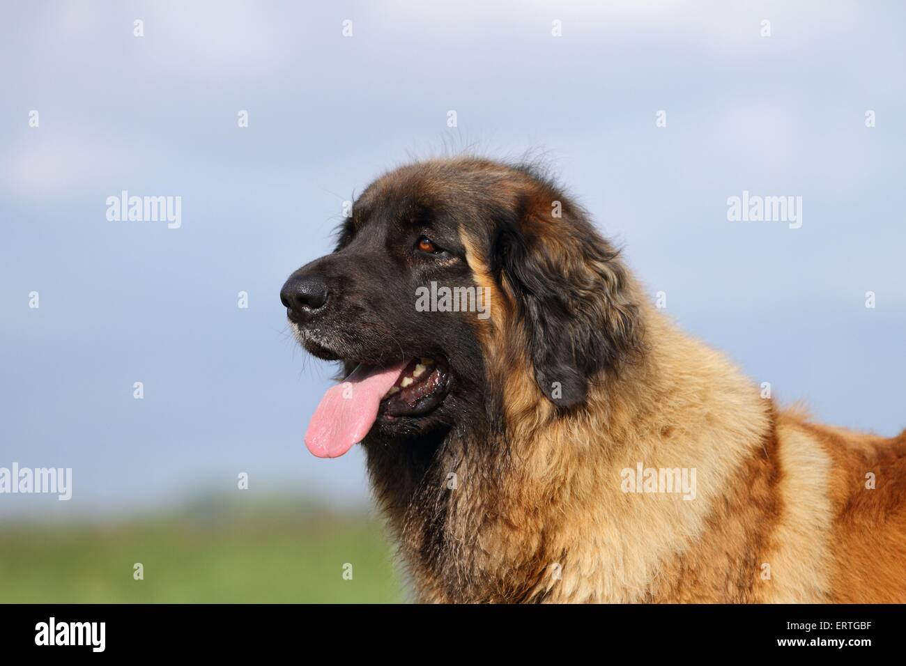 Leonberger portrait hi-res stock photography and images - Alamy