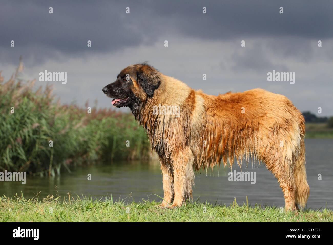 Leonberger profile hi-res stock photography and images - Alamy