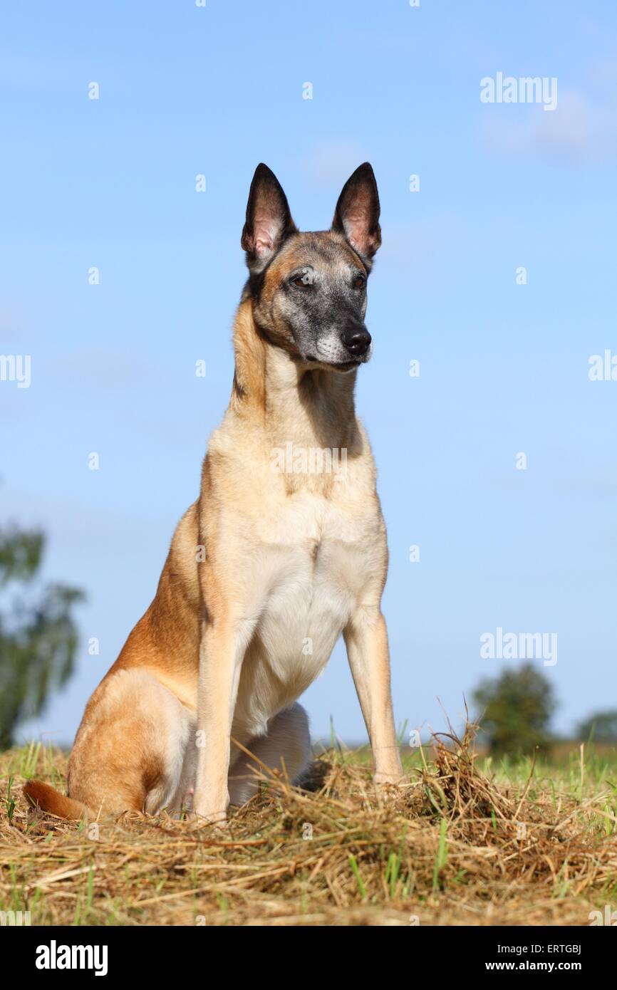 Old malinois sitting hi-res stock photography and images - Alamy