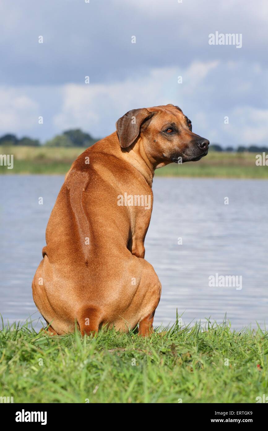 sitting Rhodesian Ridgeback Stock Photo - Alamy