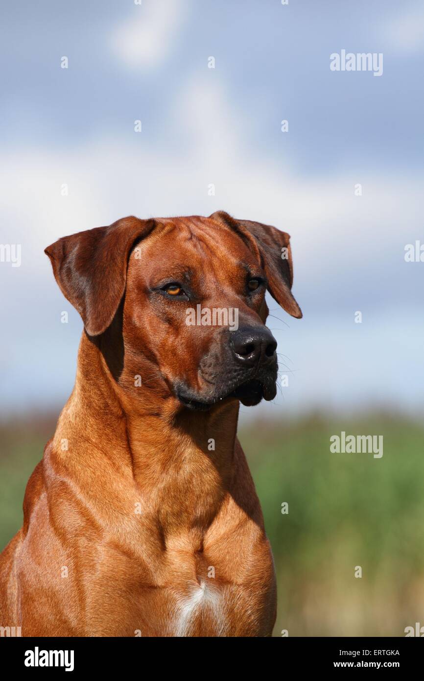 Rhodesian Ridgeback Portrait Stock Photo - Alamy