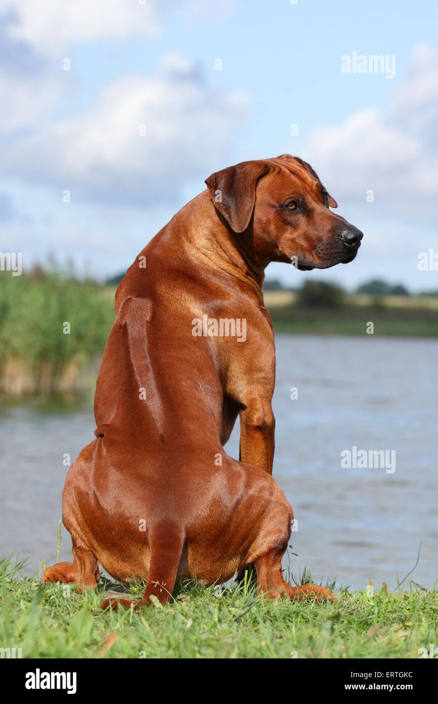 sitting Rhodesian Ridgeback Stock Photo - Alamy