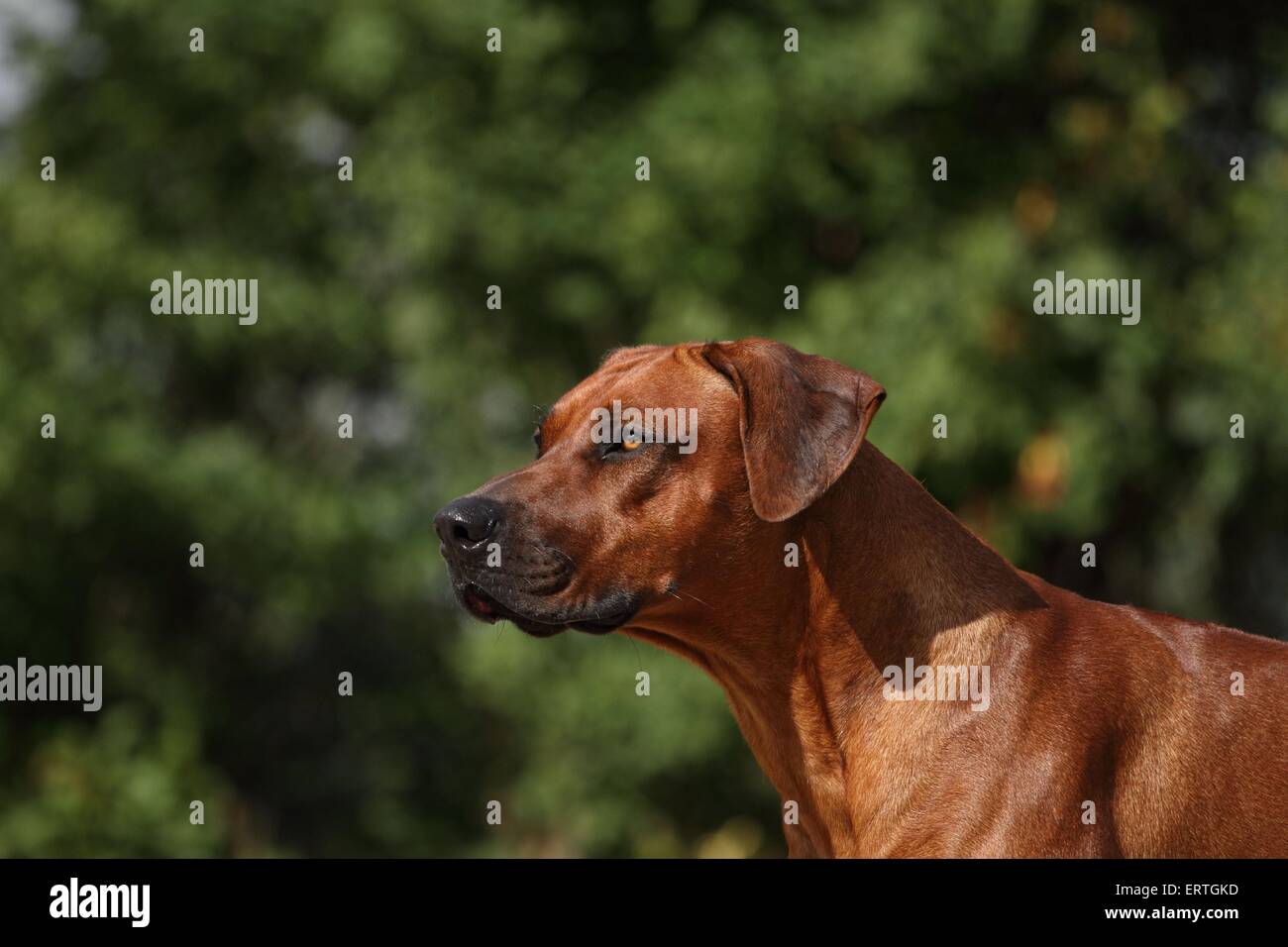 Rhodesian Ridgeback Portrait Stock Photo - Alamy