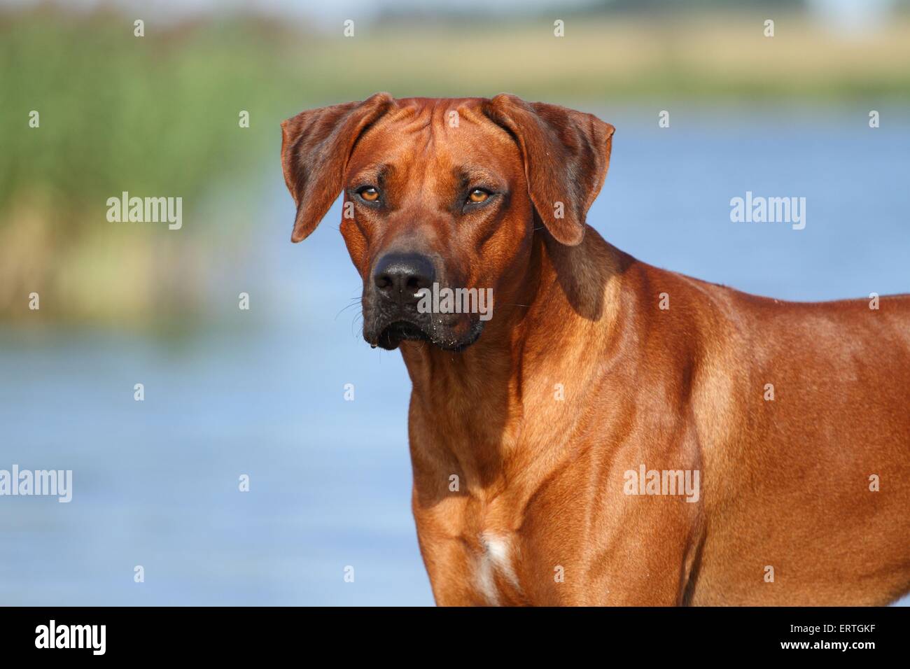 Rhodesian Ridgeback Portrait Stock Photo - Alamy