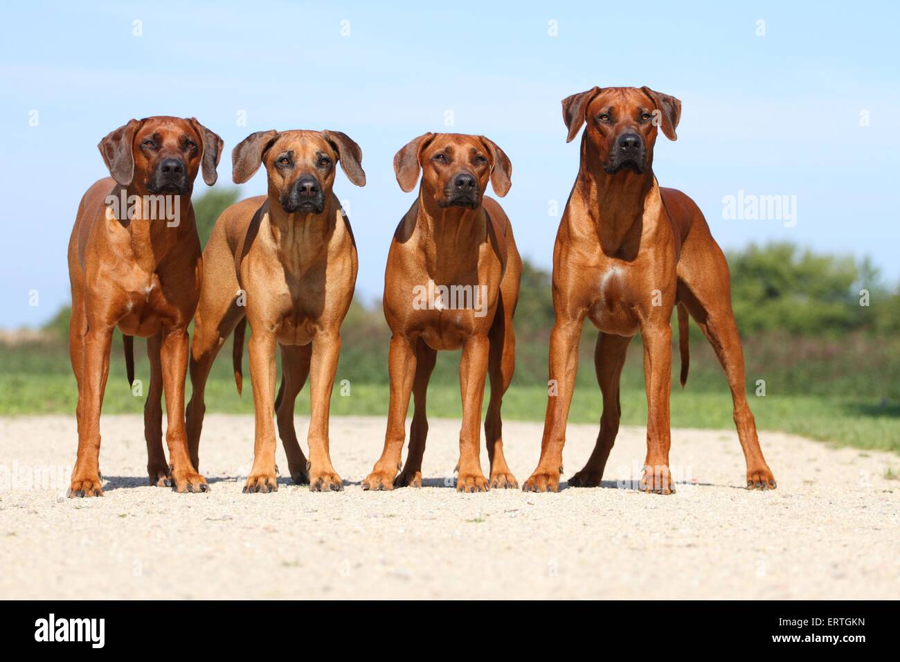 4 Rhodesian Ridgebacks Stock Photo - Alamy
