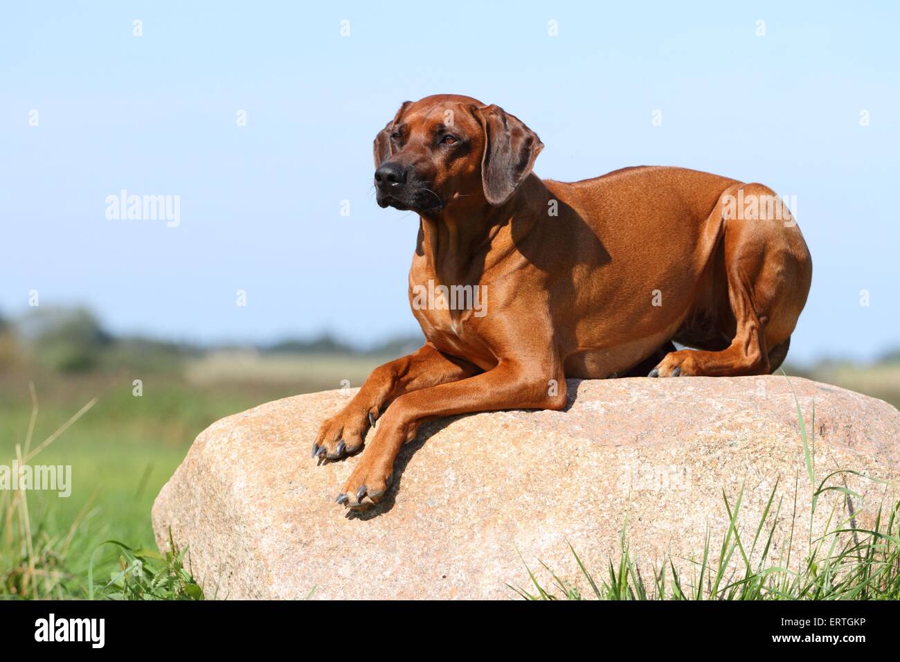lying Rhodesian Ridgeback Stock Photo - Alamy