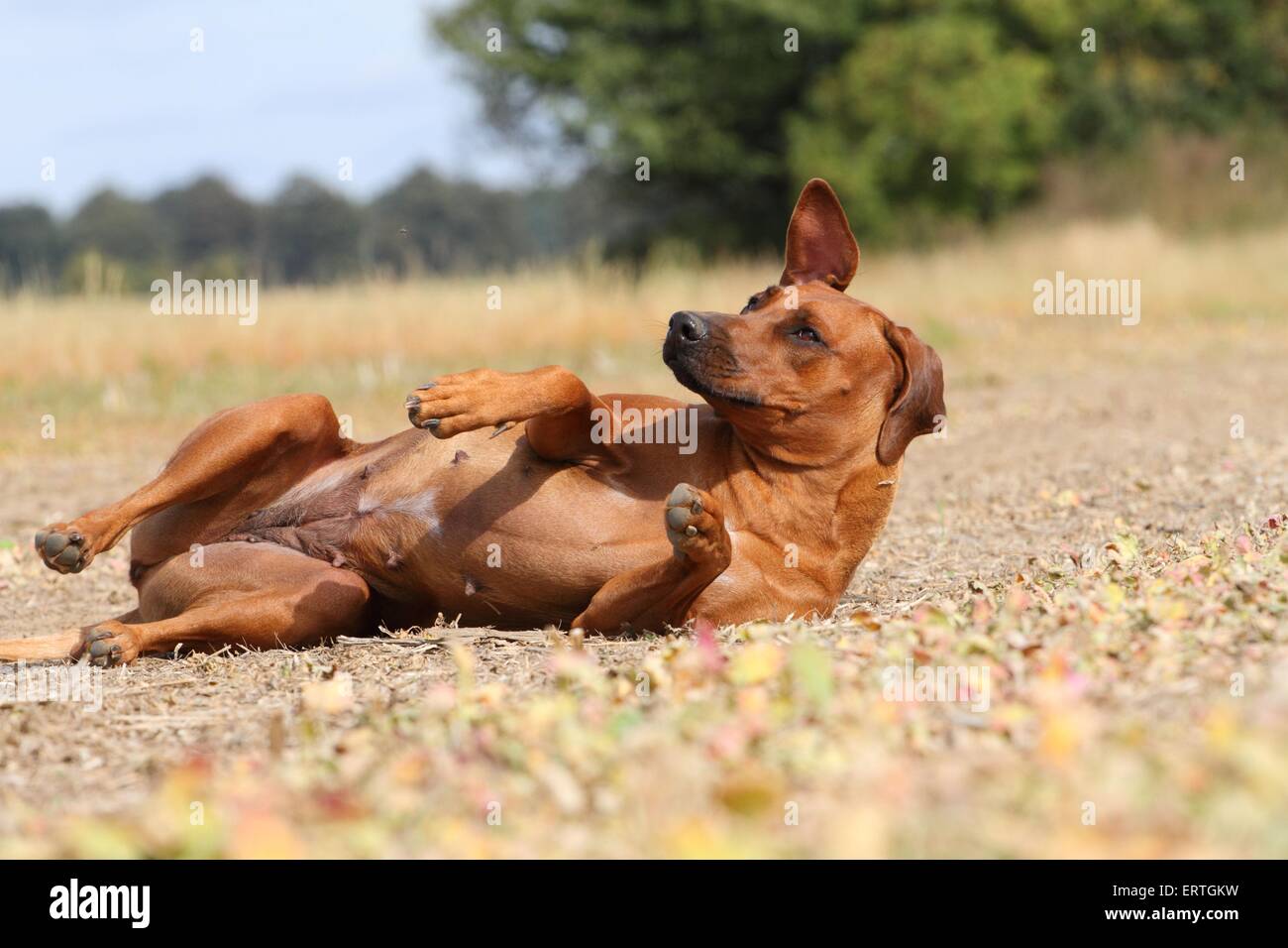 rolling Rhodesian Ridgeback Stock Photo - Alamy
